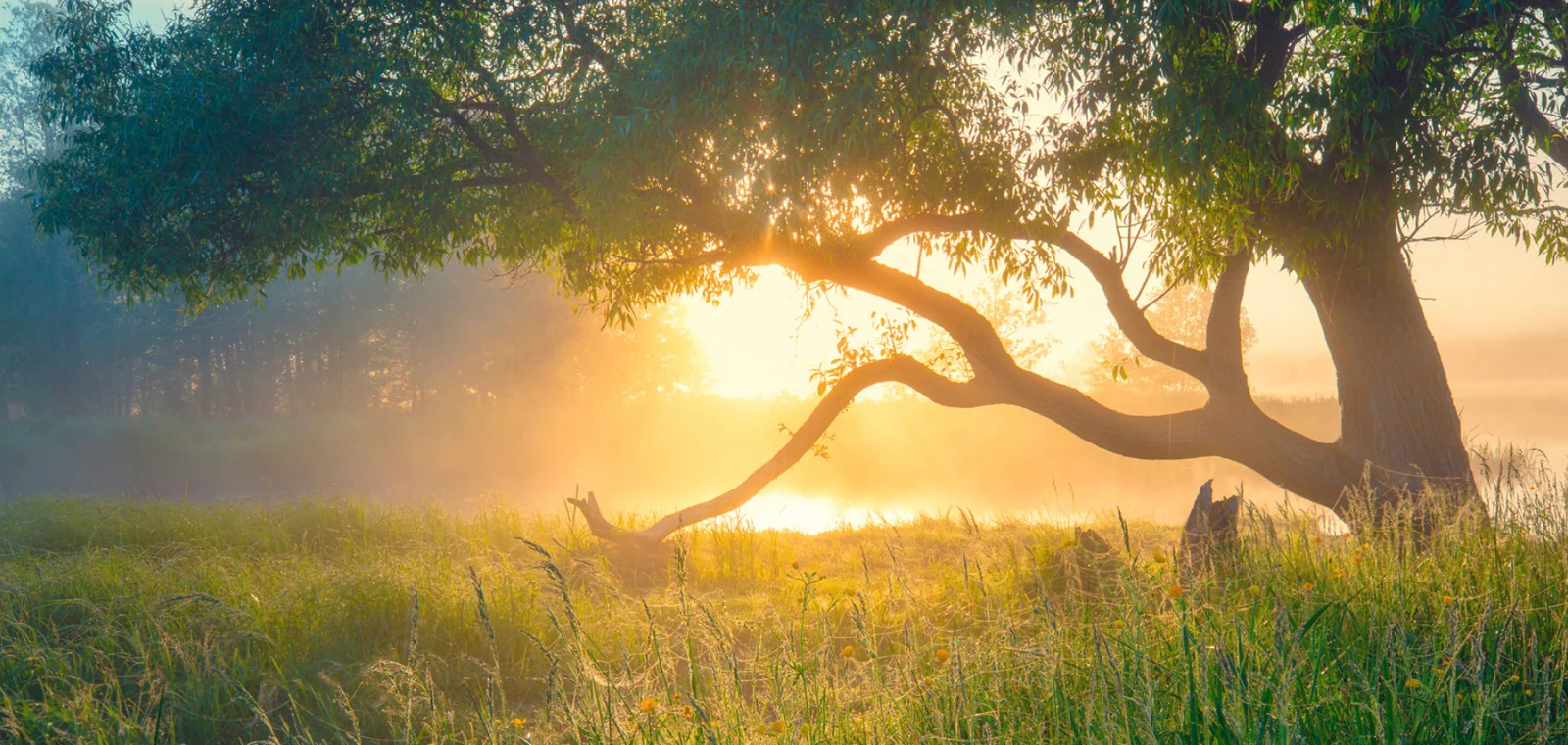 Can We Communicate with Trees and Harness the Power of Nature ...