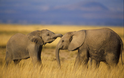 Is human compassion decreasing as empathy for animals increases ...